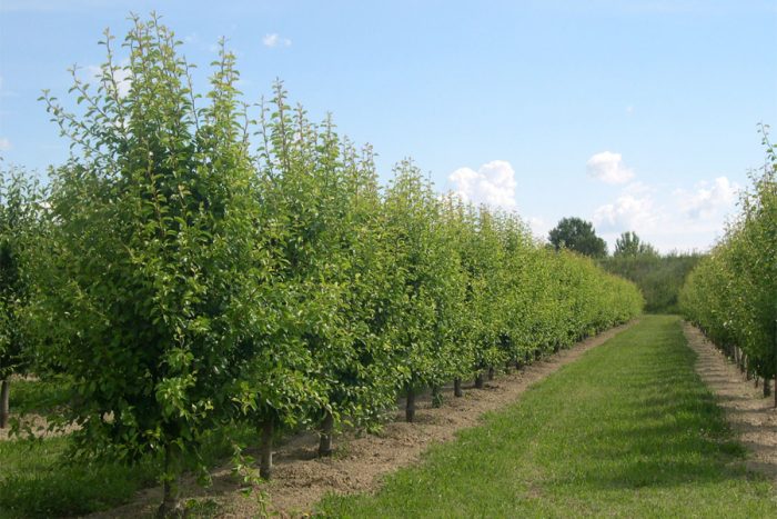 Campi di Piante Madri | Dalmonte Davide e Achille